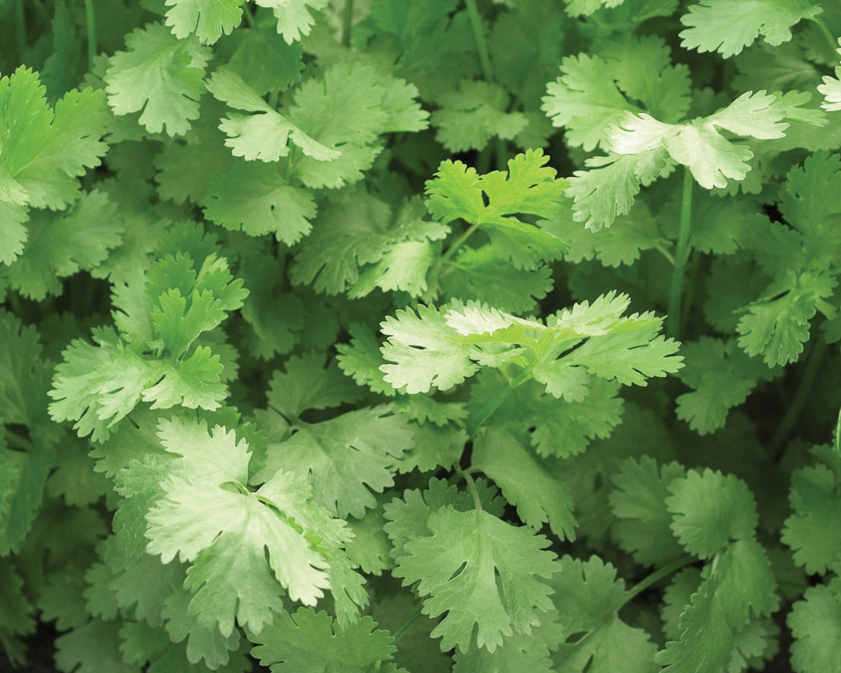 Cilantro or Coriander Seeds — Seeds 'n Such