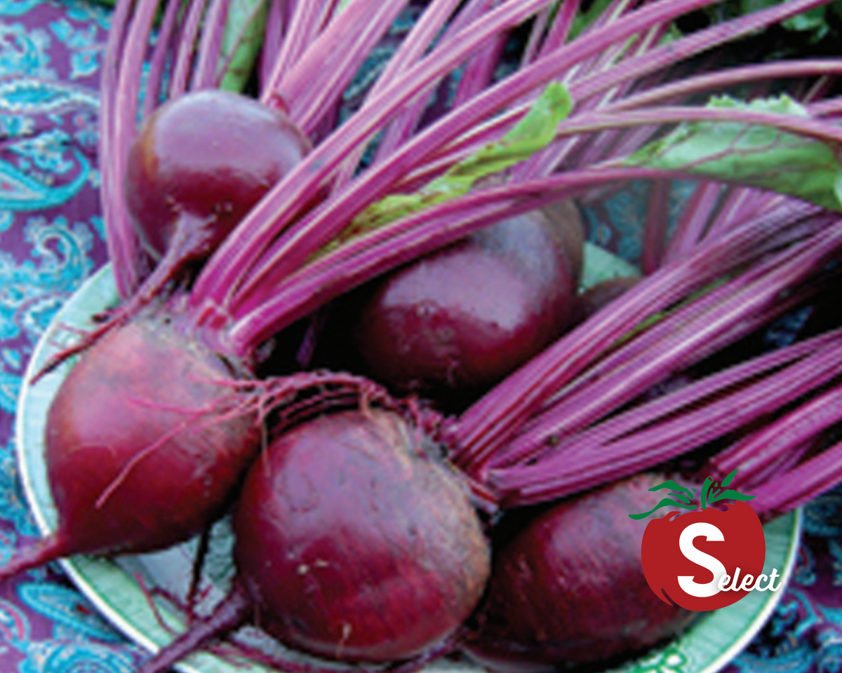 Detroit Dark Red Beet Seeds — Seeds 'n Such