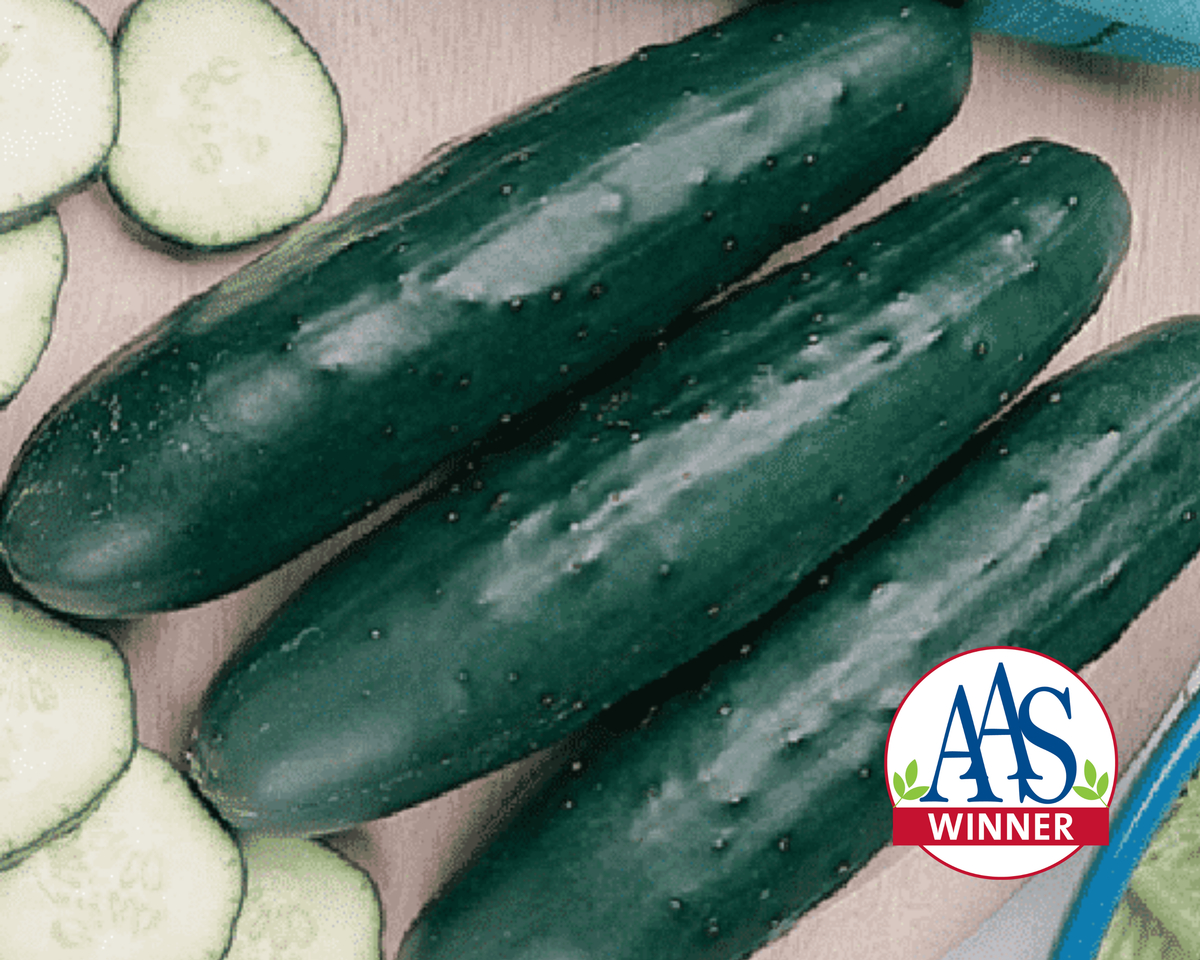 Fanfare Hybrid Cucumber Seeds — Seeds 'n Such