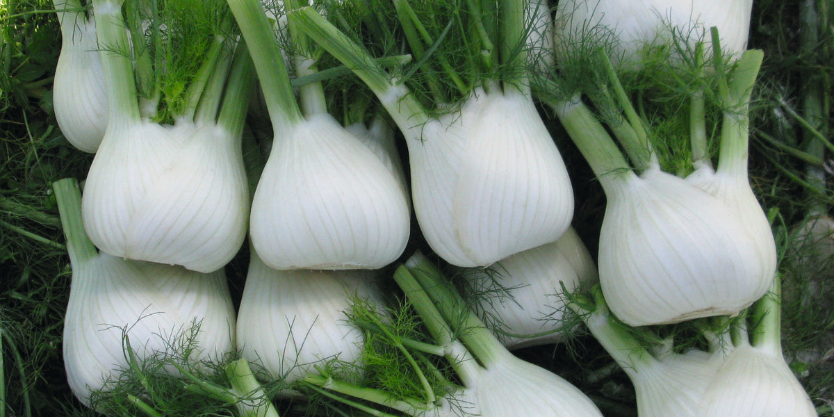 Bulk: Dragon Hybrid Fennel Seeds — Seeds 'n Such