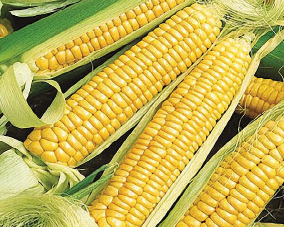 Golden Bantam (yellow) Corn Seeds — Seeds 'n Such