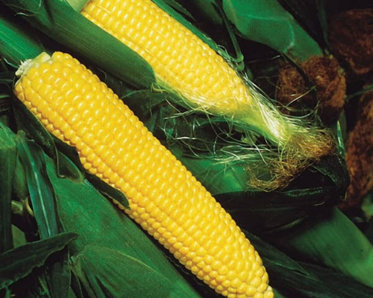 Golden Jubilee (yellow su) Hybrid Sweet Corn Seeds — Seeds 'n Such