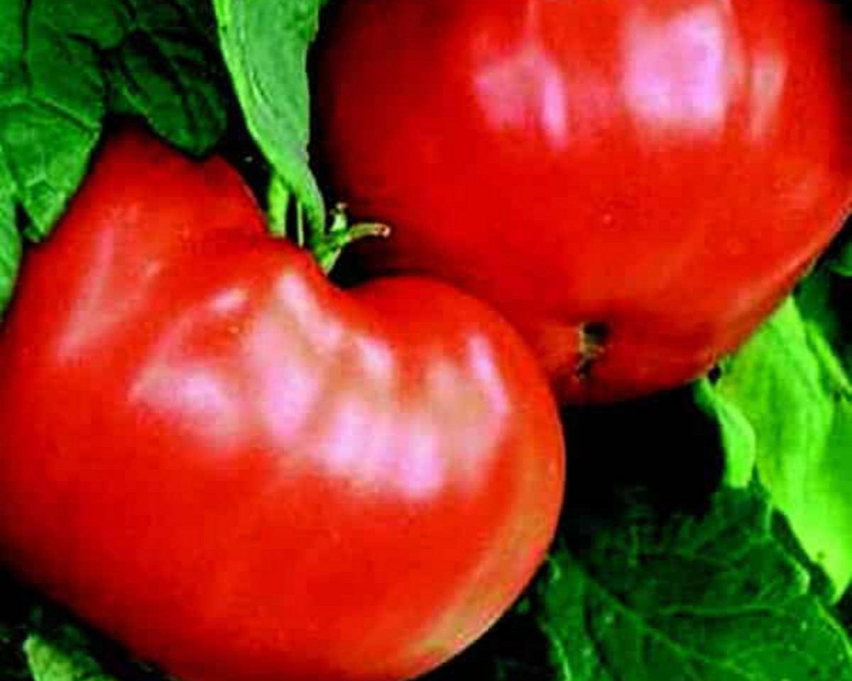 Goliath Bush Early Hybrid Tomato Seeds — Seeds 'n Such