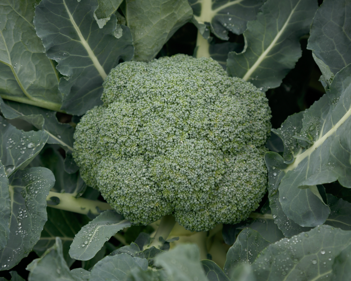 Gypsy Hybrid Broccoli Seeds — Seeds 'n Such