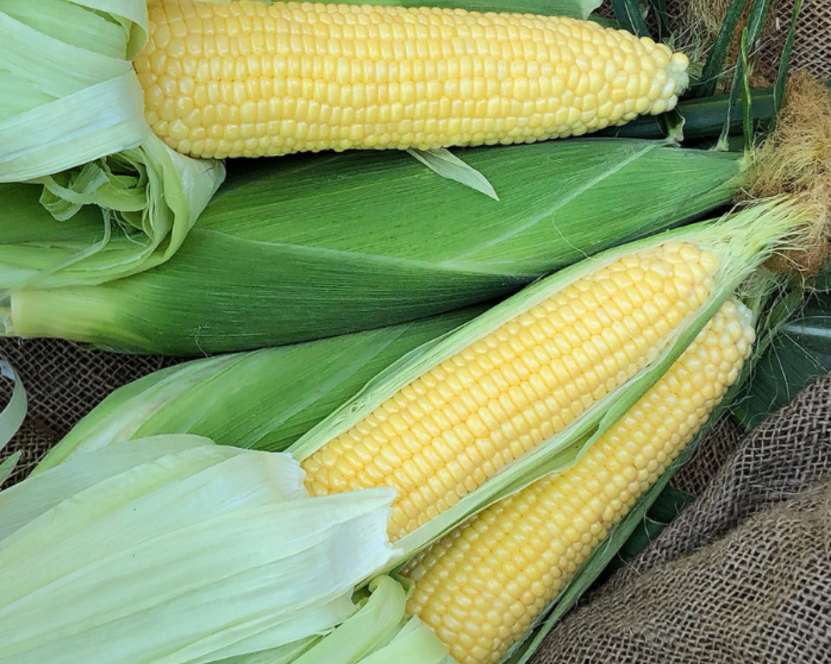 Incredible RM (yellow se+) Corn Seeds — Seeds 'n Such