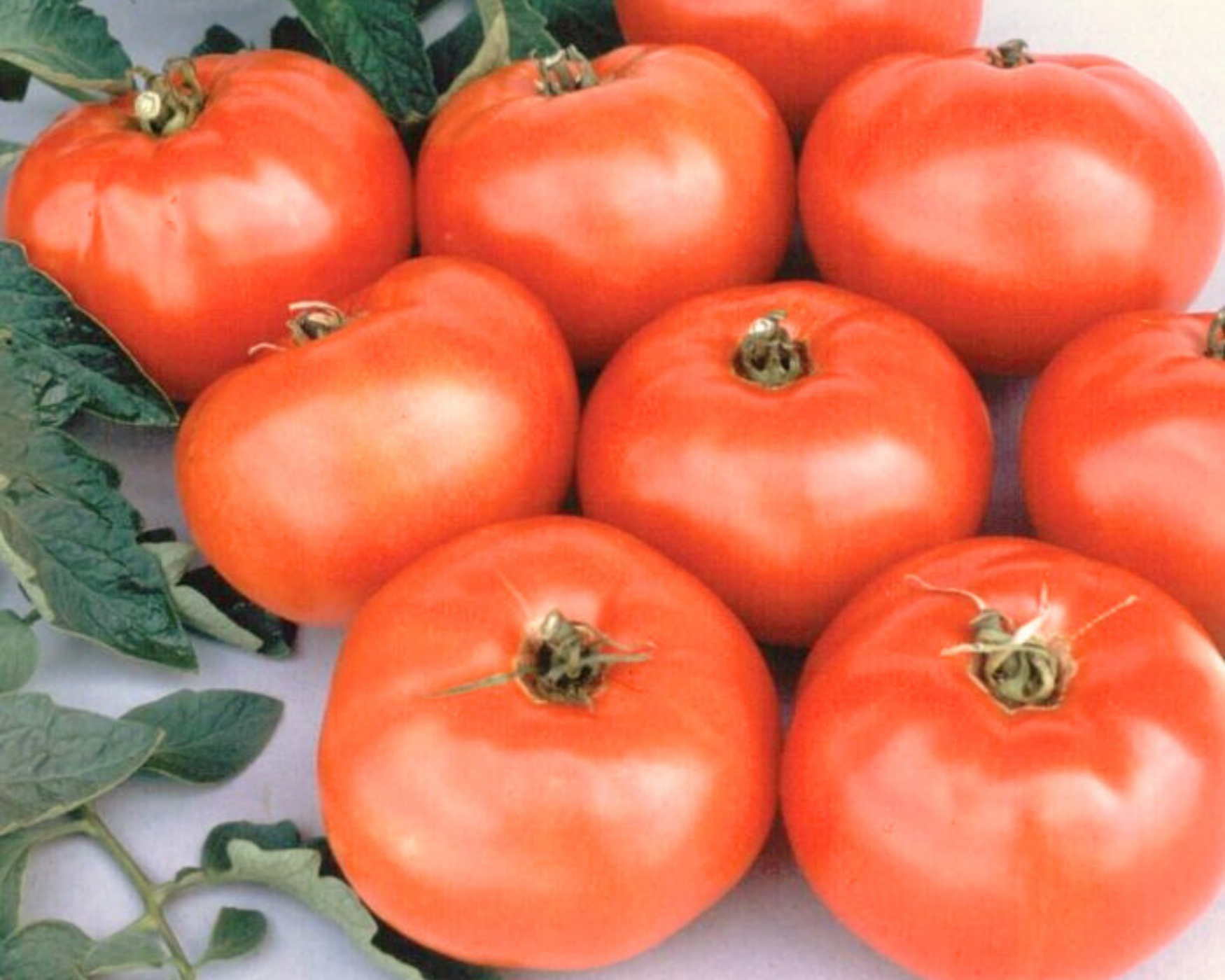 Jet Star Hybrid Tomato Seeds — Seeds 'n Such