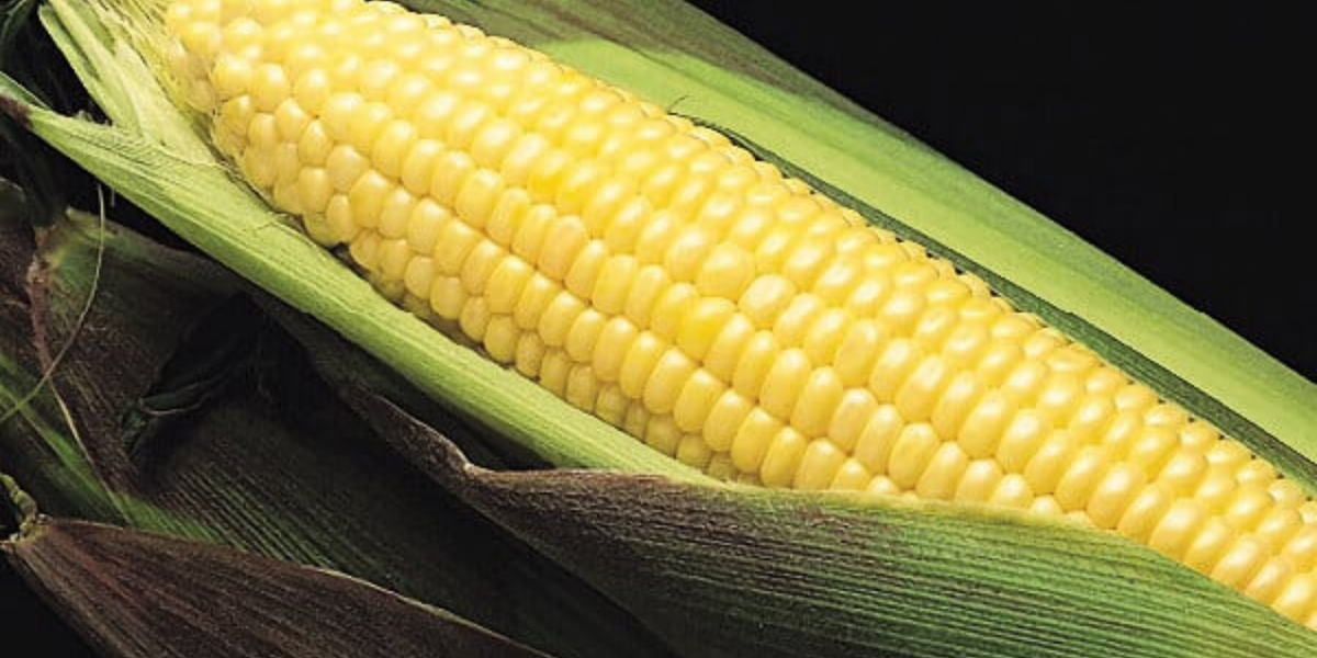 Kandy Korn EH (yellow se) Hybrid Sweet Corn Seeds — Seeds 'n Such