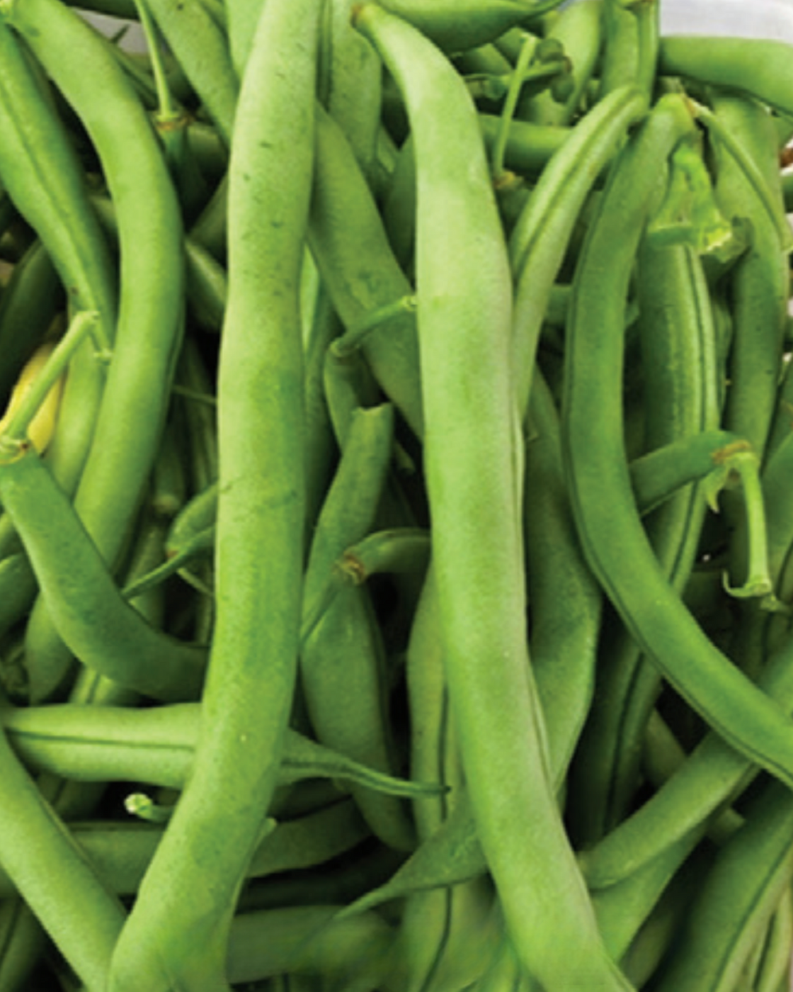 Kentucky Wonder Bean Seeds — Seeds 'n Such