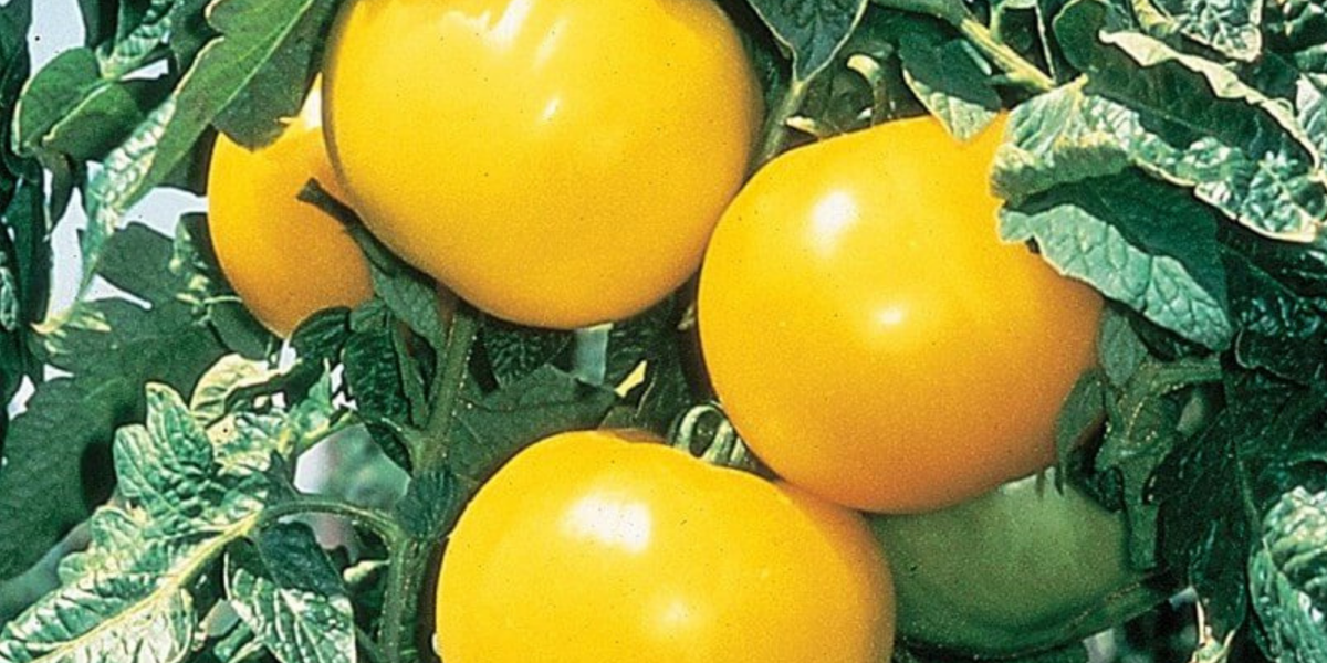 Lemon Boy Hybrid Tomato Seeds — Seeds 'n Such
