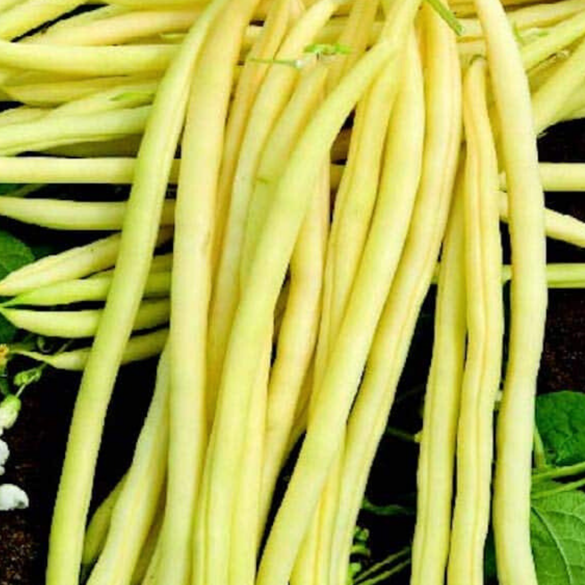 Bulk: Monte Gusto Bean Seeds — Seeds 'n Such