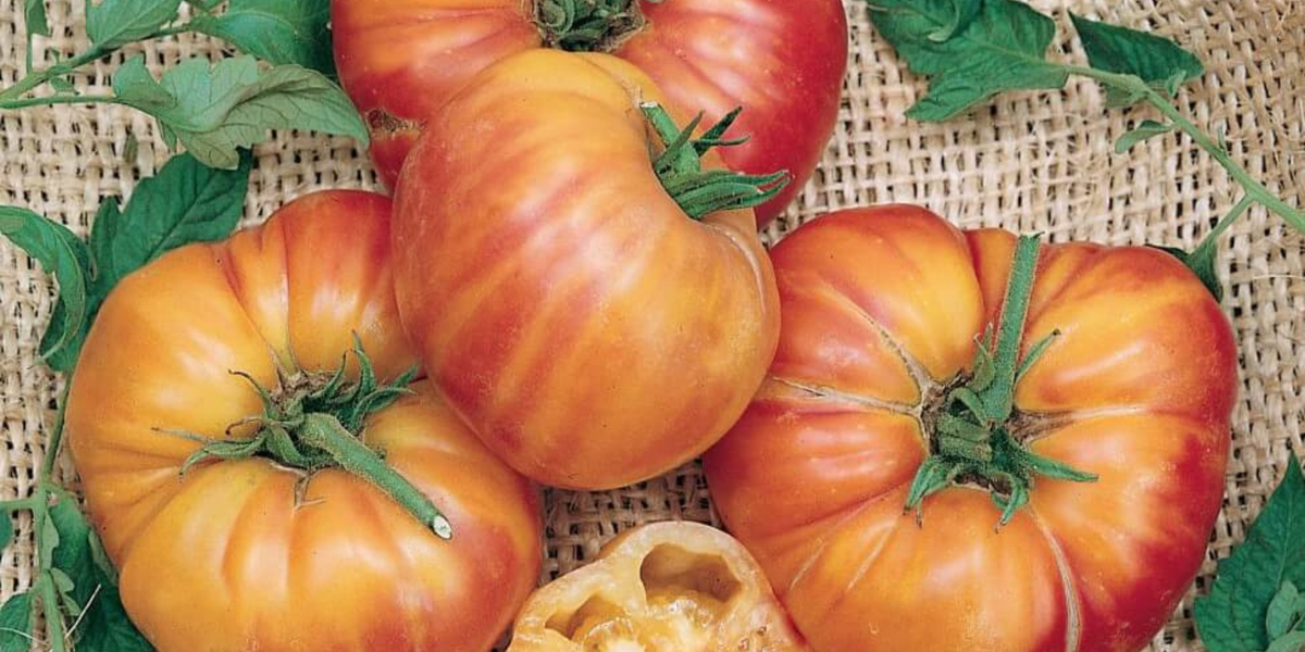 Old German Tomato Seeds — Seeds 'n Such