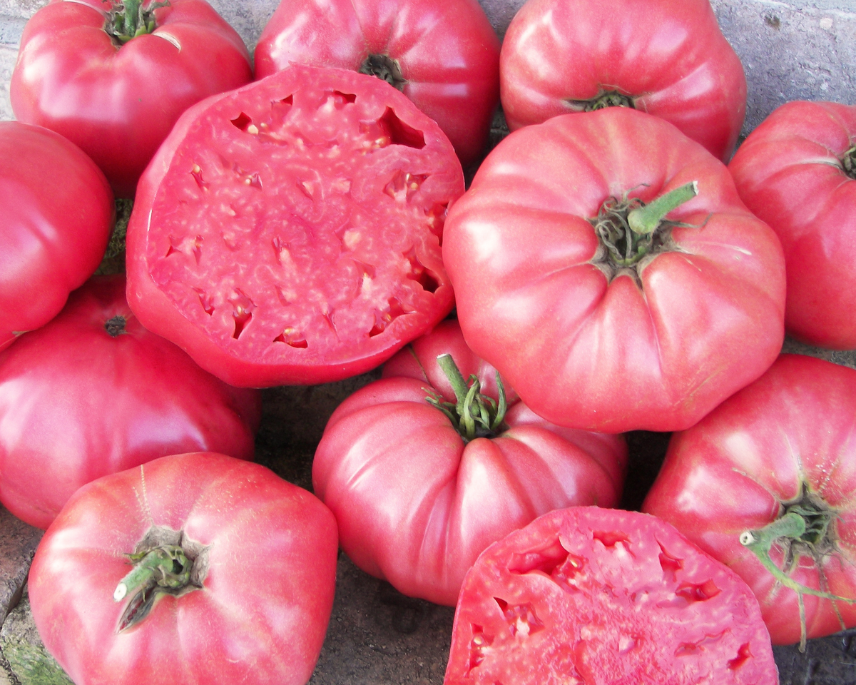 Pink Brandywine, Sudduth's Strain Tomato Seeds — Seeds 'n Such