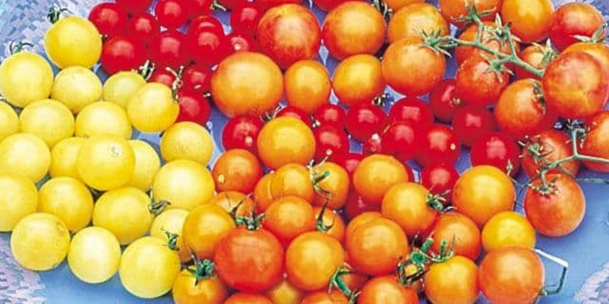 Rainbow Cherry Blend Tomato Seeds — Seeds 'n Such