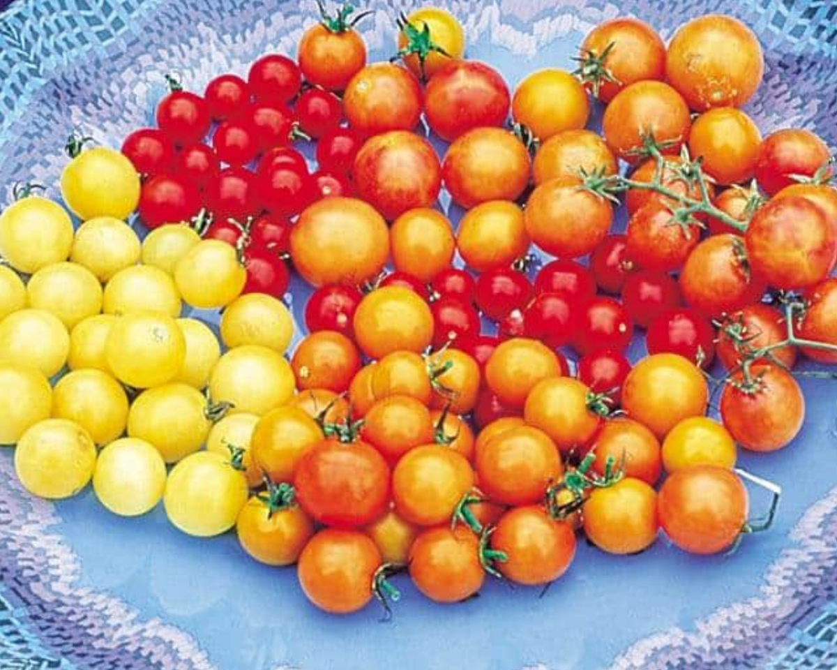 Rainbow Cherry Blend Tomato Seeds — Seeds 'n Such