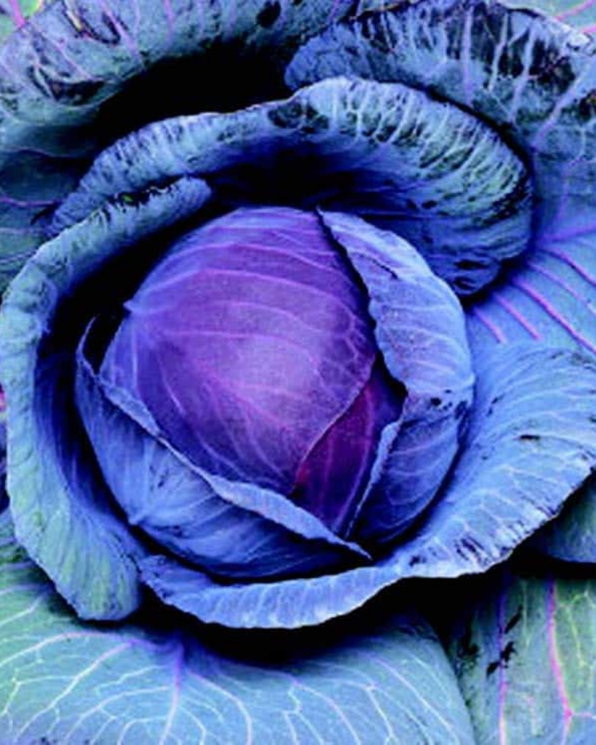 Red Express Cabbage Seeds — Seeds 'n Such