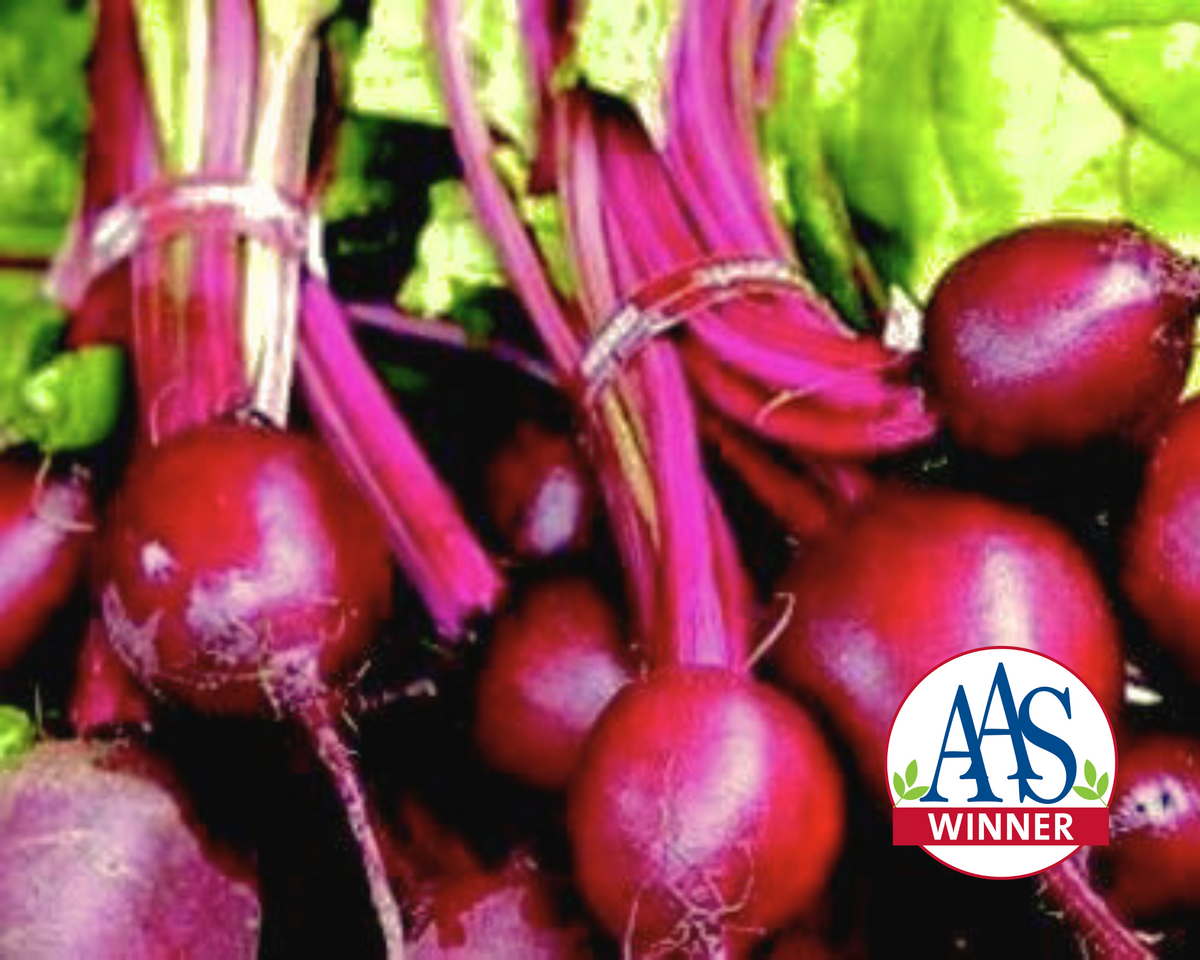 Ruby Queen Beet Seeds — Seeds 'n Such