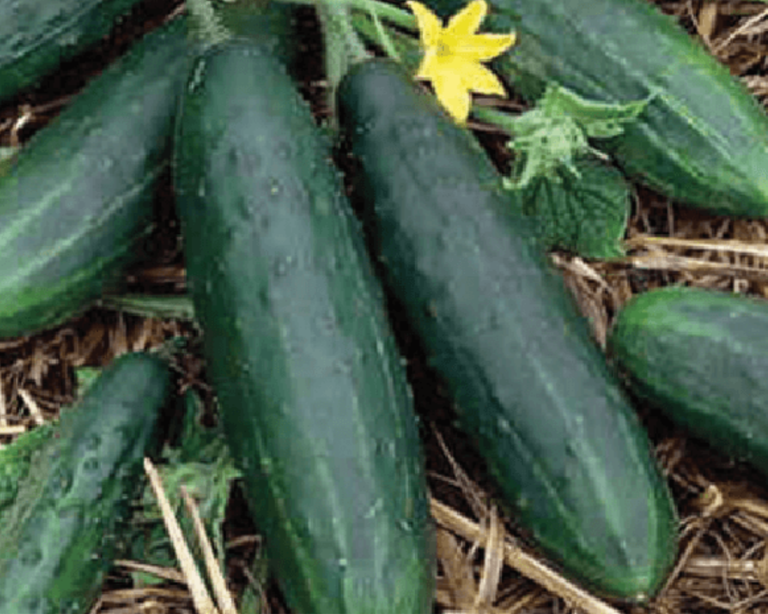 Buy Cucumber Seeds - Crisp, Refreshing Garden Favorites — Seeds 'n Such