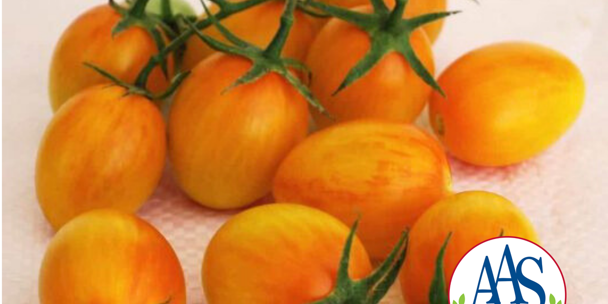 Sunset Torch Hybrid Tomato Seeds — Seeds 'n Such