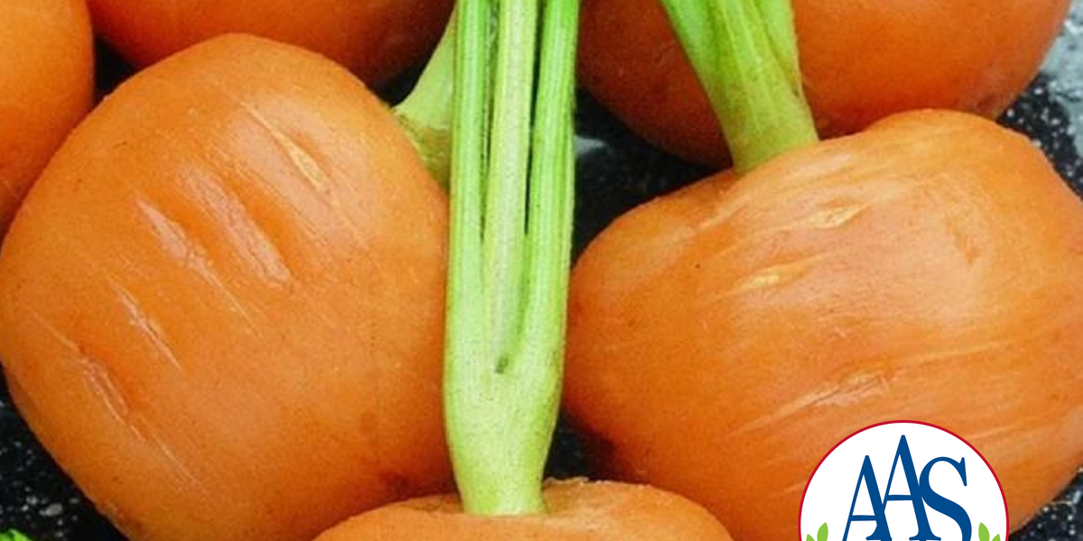 Thumbelina Carrot Seeds — Seeds 'n Such