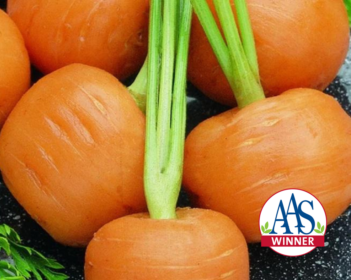 Thumbelina Carrot Seeds — Seeds 'n Such