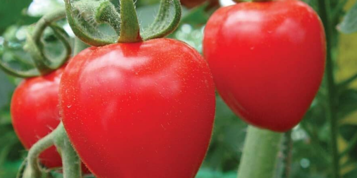 Tomatoberry Garden Hybrid Tomato Seeds — Seeds 'n Such
