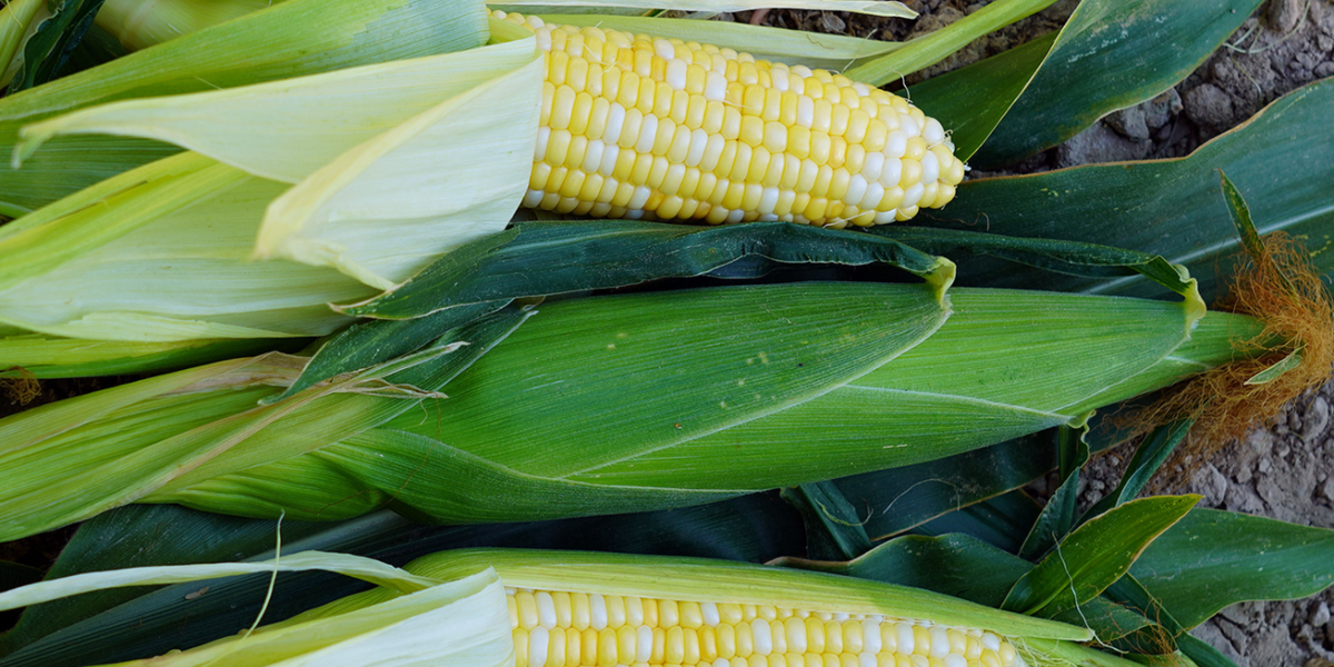 Trinity (bicolor se+) Hybrid Sweet Corn Seeds — Seeds 'n Such