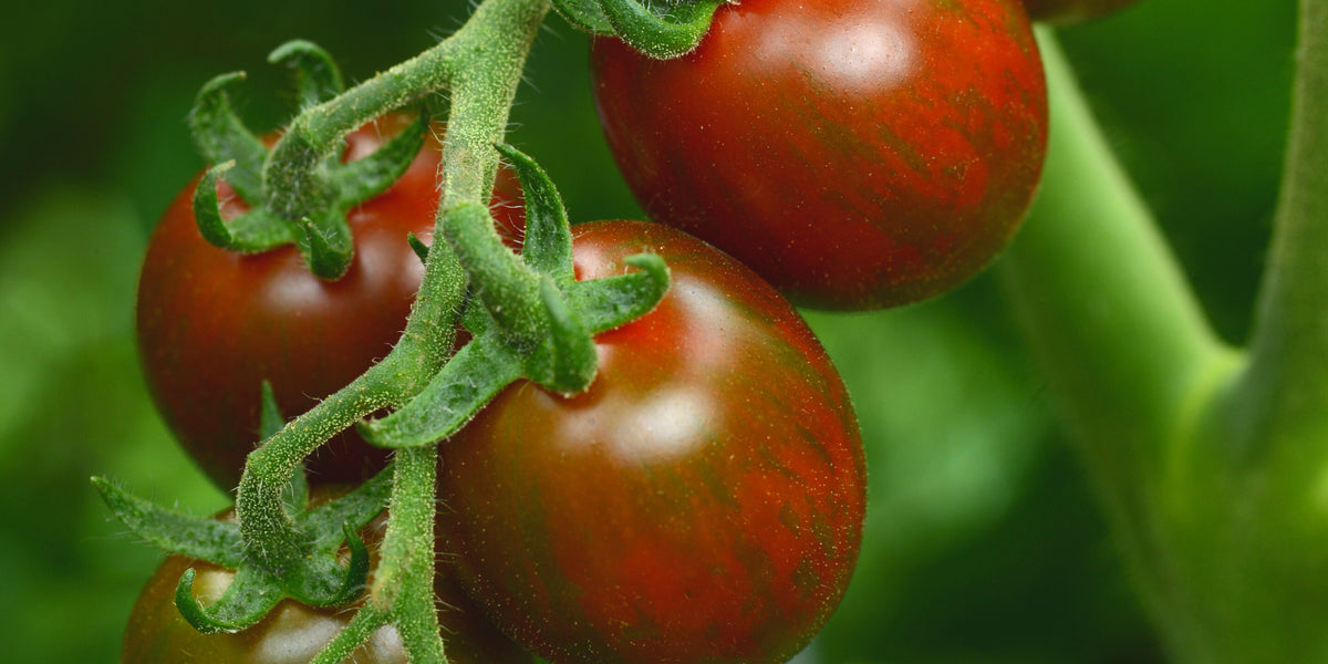 Chocolate Sprinkles Hybrid Tomato Seeds — Seeds 'n Such