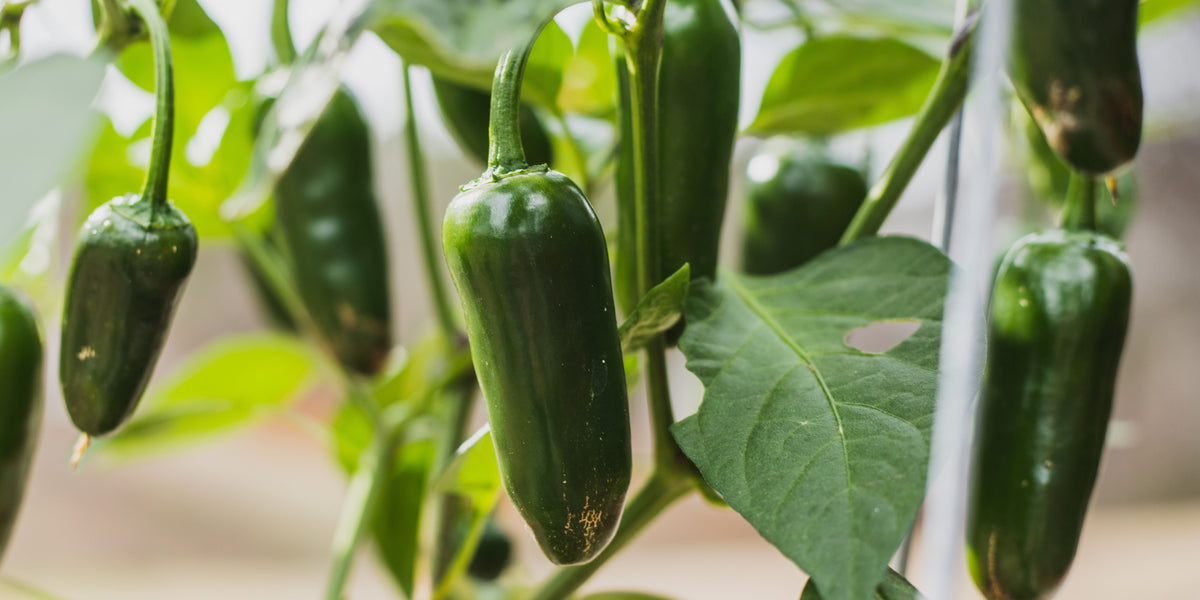Goliath Jalapeño Hybrid Pepper Seeds — Seeds 'n Such