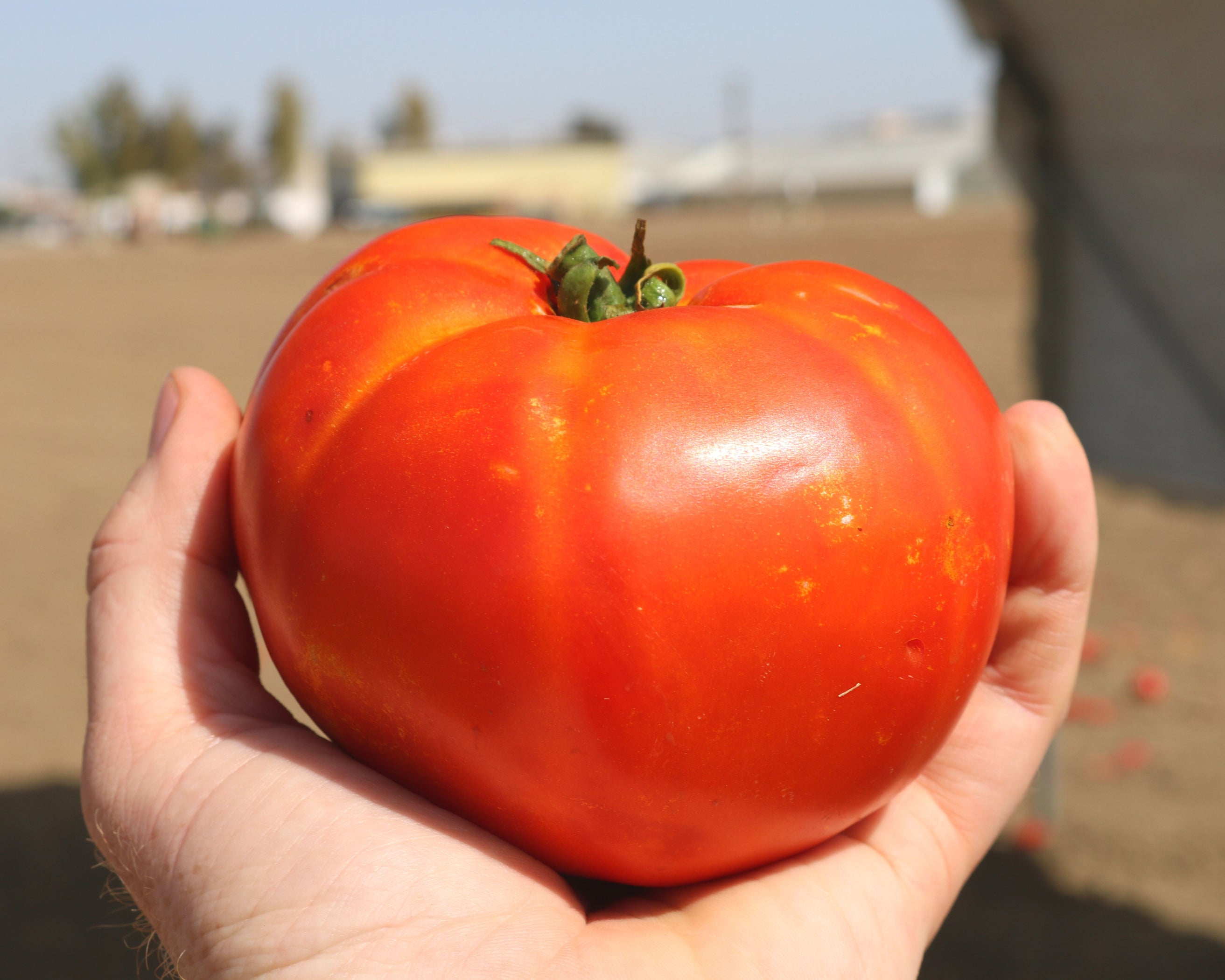 Florida 91 Hybrid Tomato Seeds — Seeds 'n Such