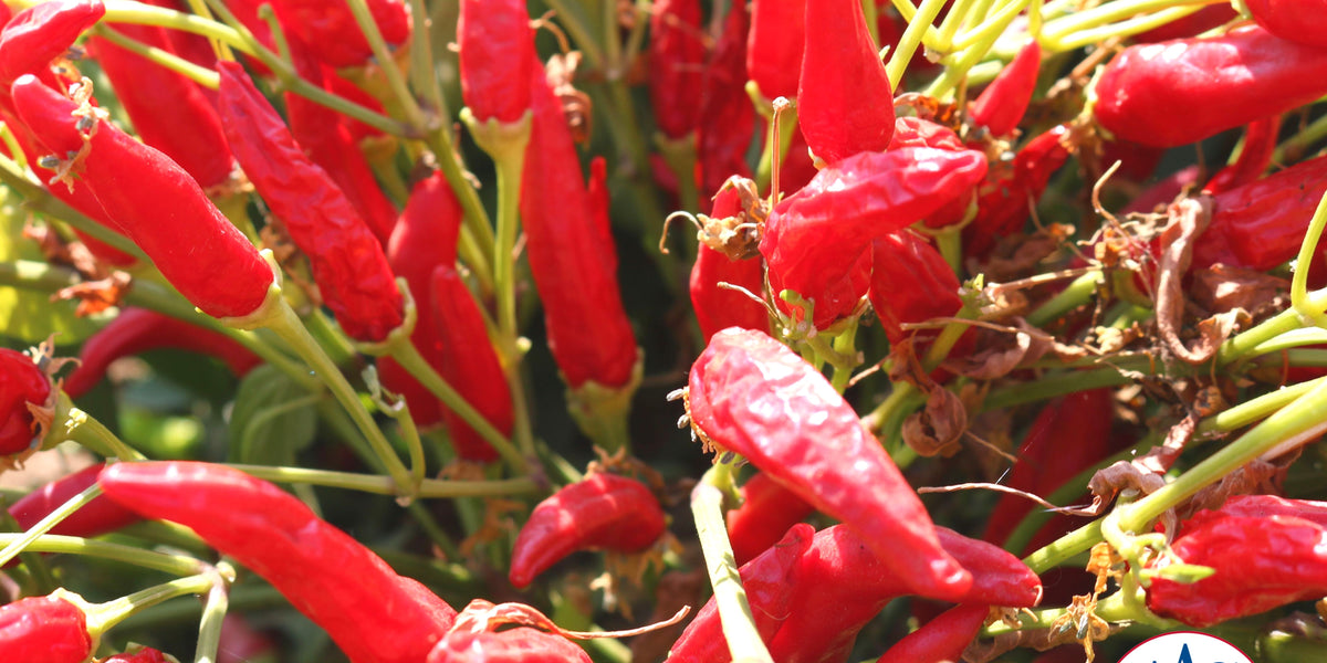 Super Chili Hybrid Hot Pepper Seeds — Seeds 'n Such