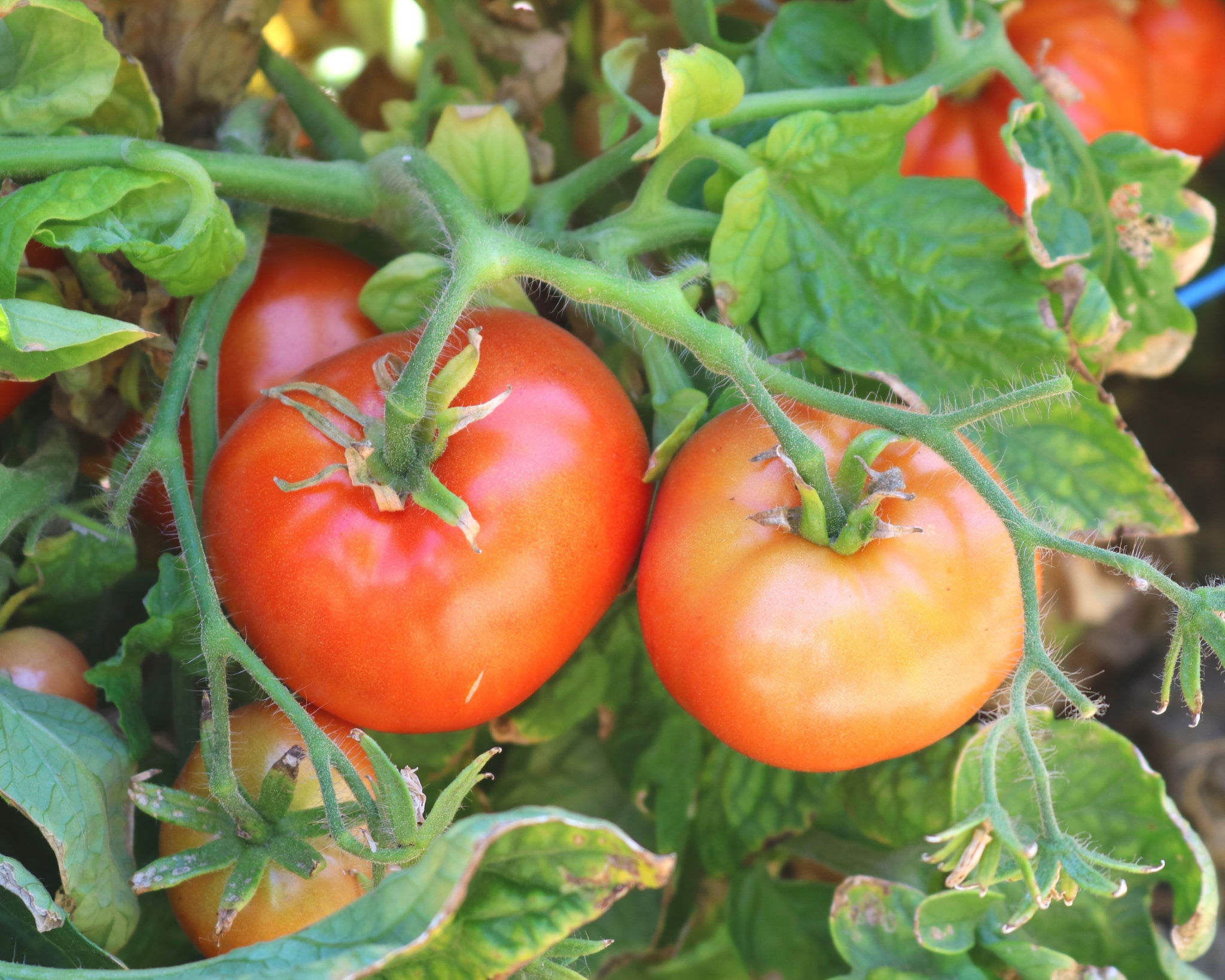 Bush Tomatoes for Patios and Containers — Seeds 'n Such