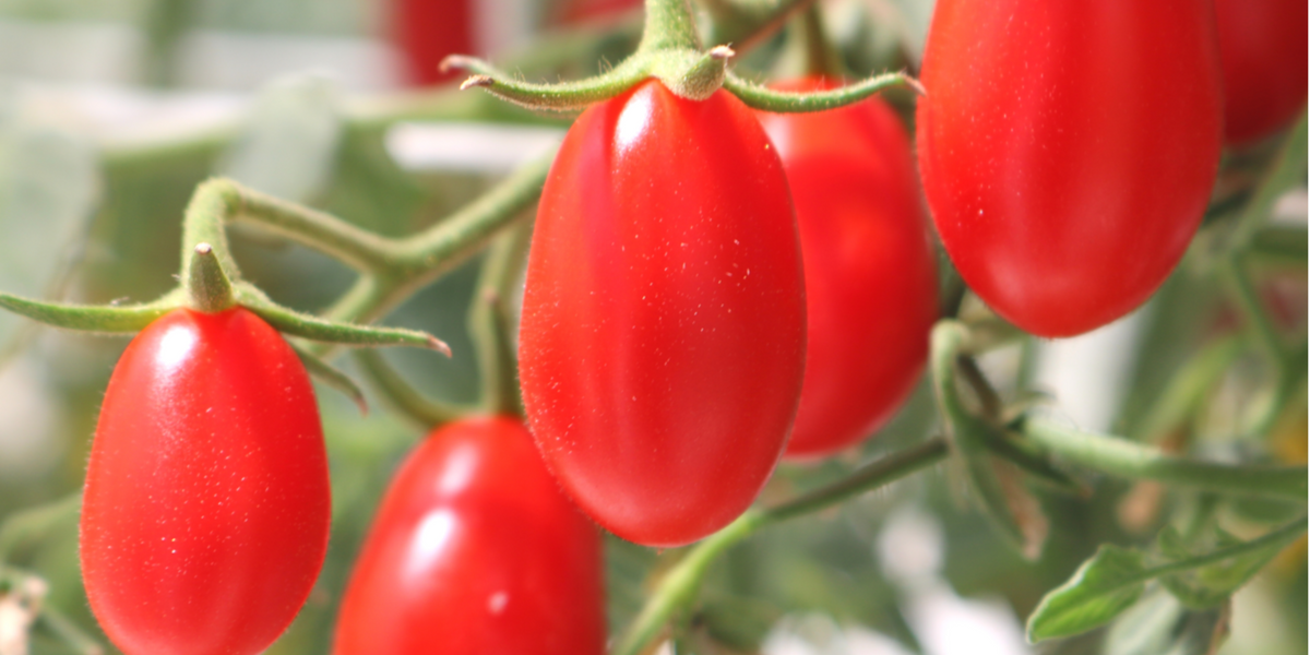 Cupid Hybrid Tomato Seeds — Seeds 'n Such