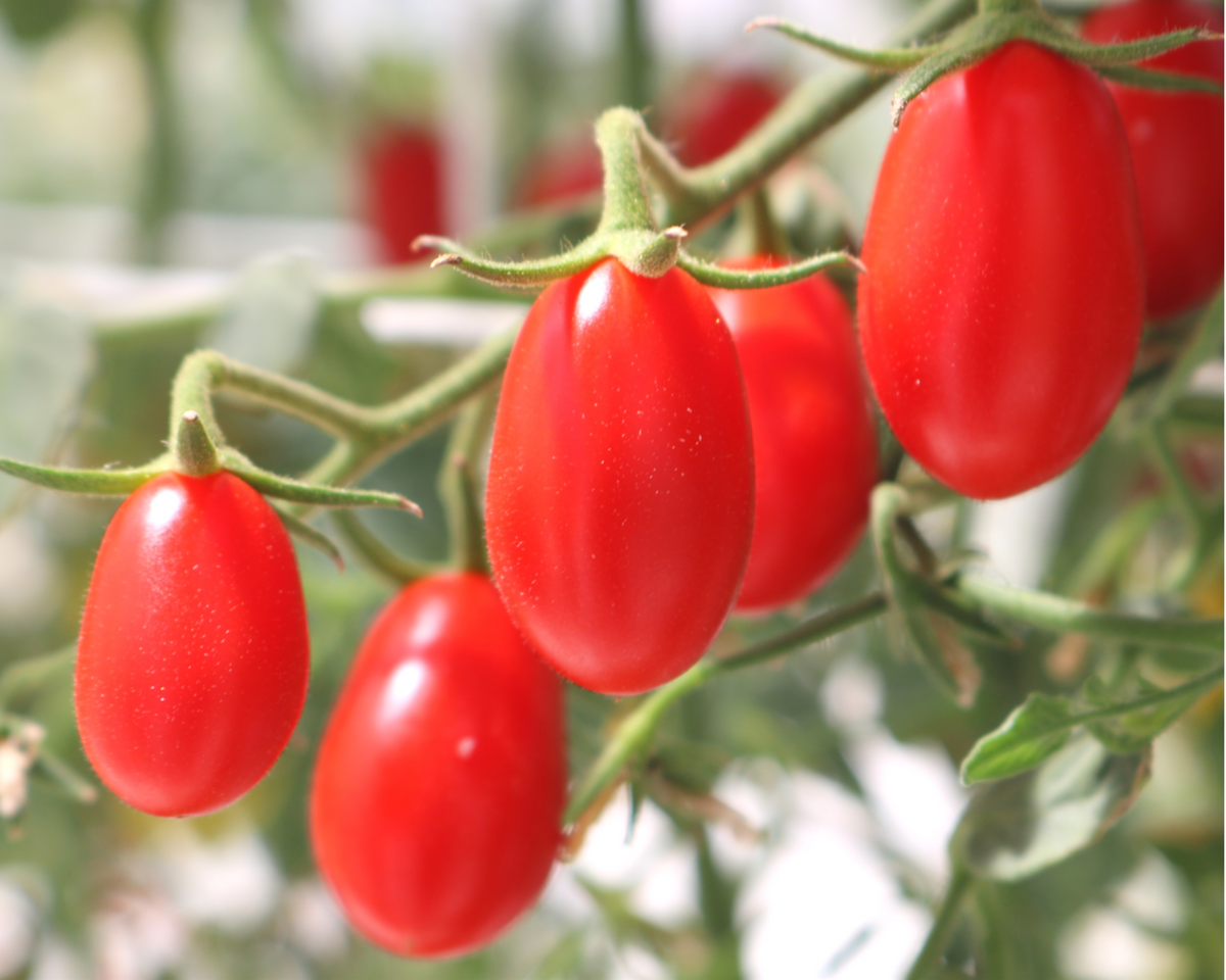 Cupid Hybrid Tomato Seeds — Seeds 'n Such