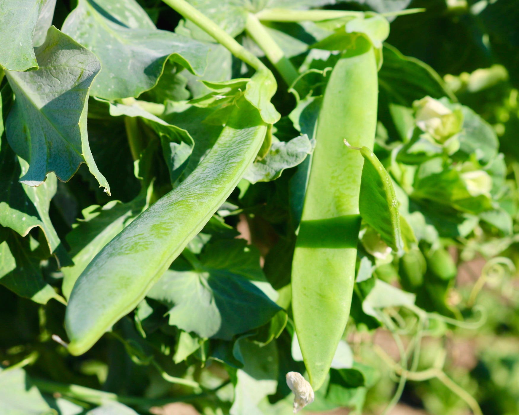 Mr. Big Pea Seeds — Seeds 'n Such