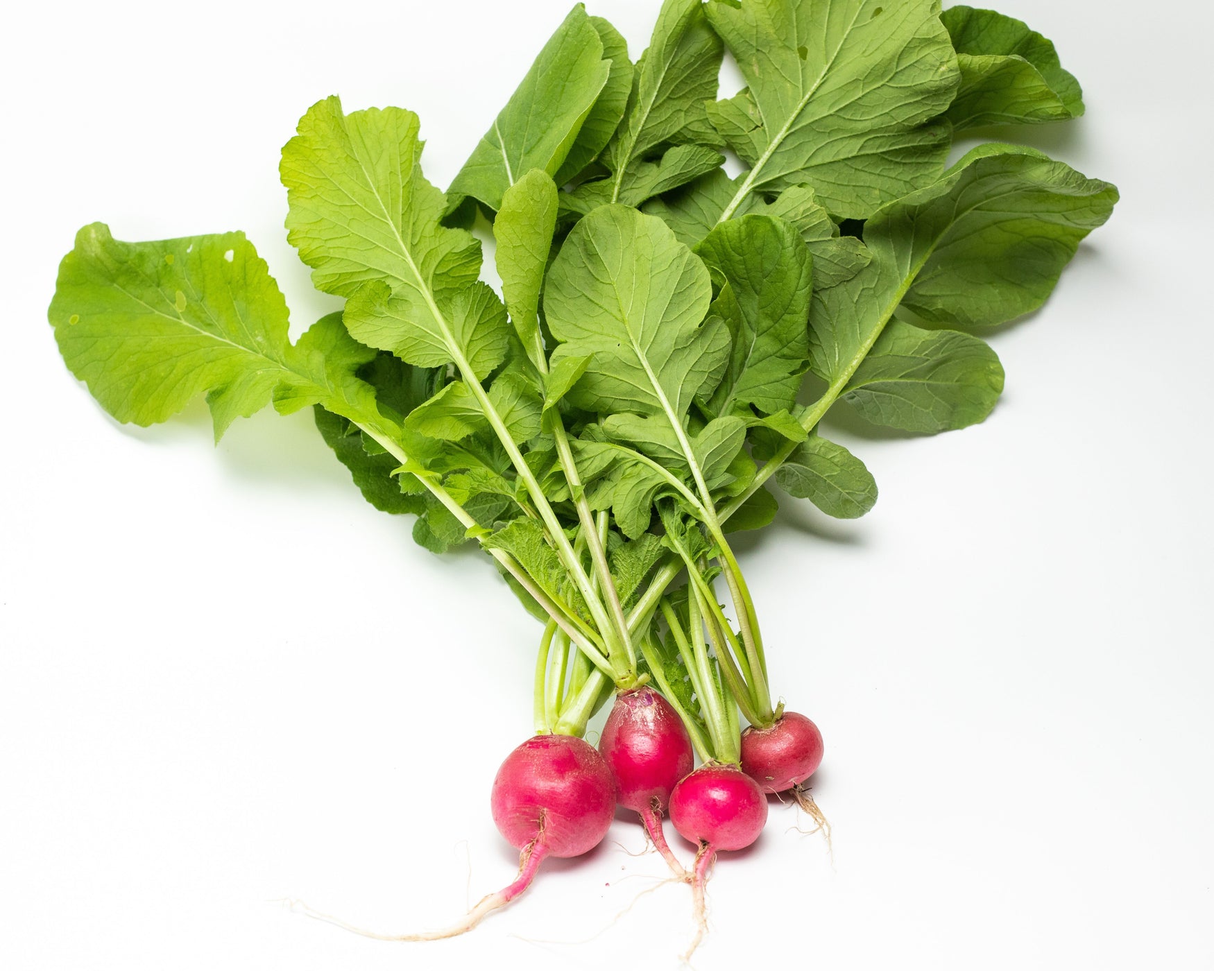 German Giant Radish Seeds — Seeds 'n Such