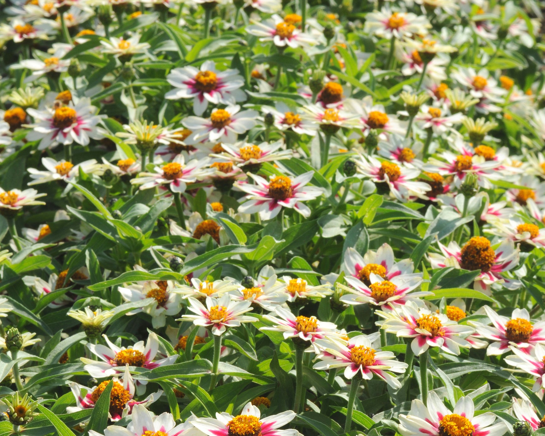 Zahara Starlight Rose Zinnia Seeds — Seeds 'n Such