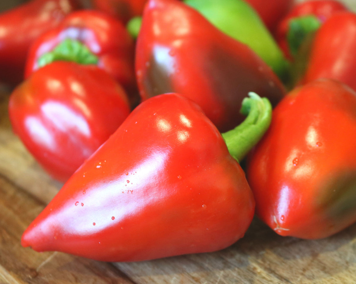 Pimiento Elite Hybrid Pepper Seeds — Seeds 'n Such