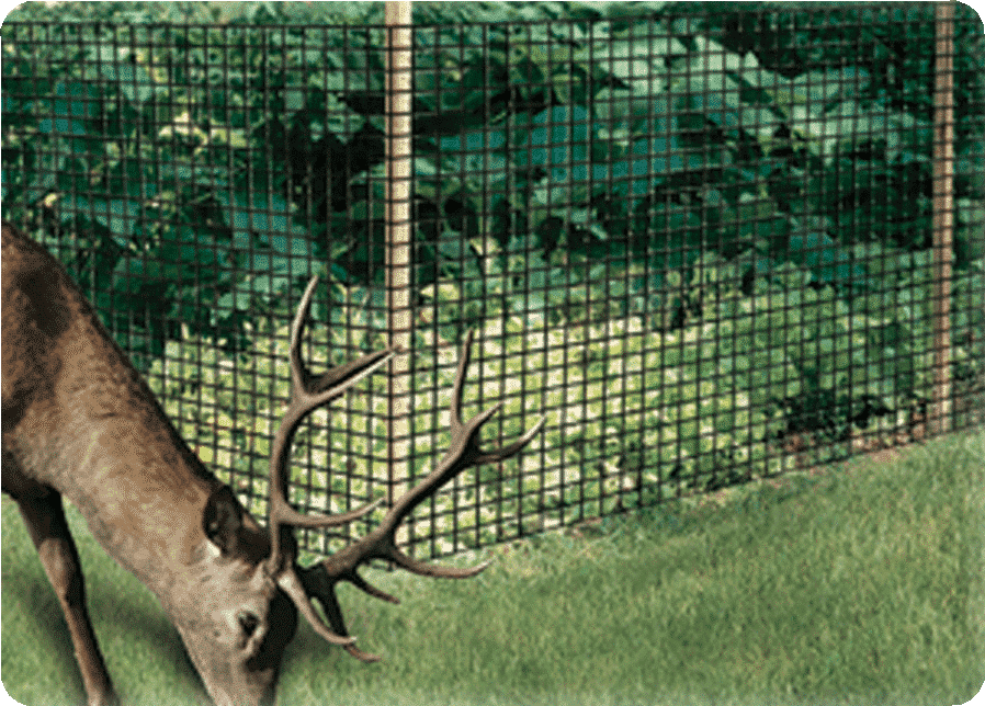Invisible Deer Fence Deer Proof Gardens: 4 Sure Fire Ways To Keep Deer