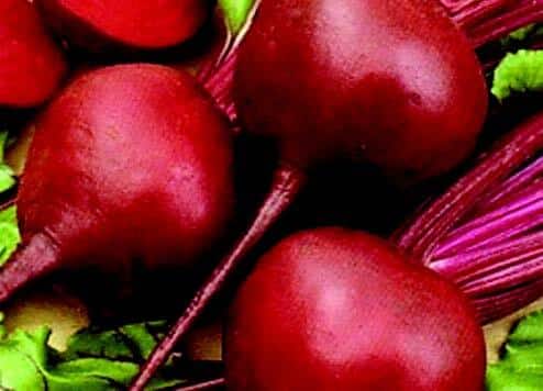 Bulk: Early Wonder Beet Seeds — Seeds 'n Such