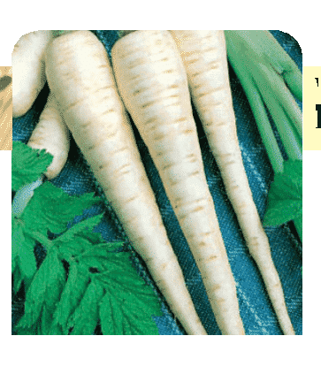 Bulk: Hollow Crown Parsnip Seeds — Seeds 'n Such