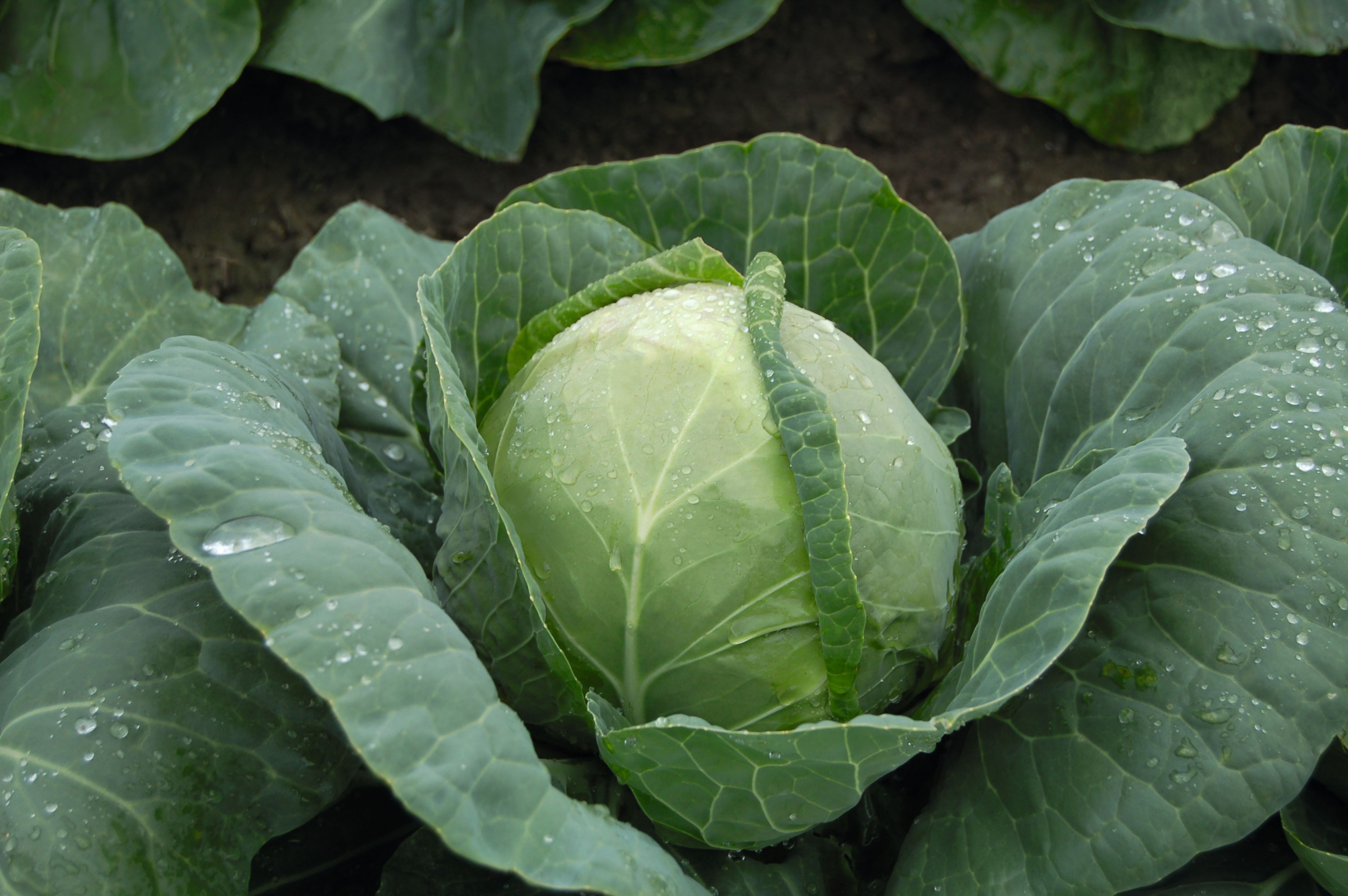 Katarina Hybrid Cabbage Seeds — Seeds 'n Such