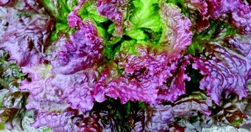 Bulk: New Red Fire Lettuce Seeds — Seeds 'n Such