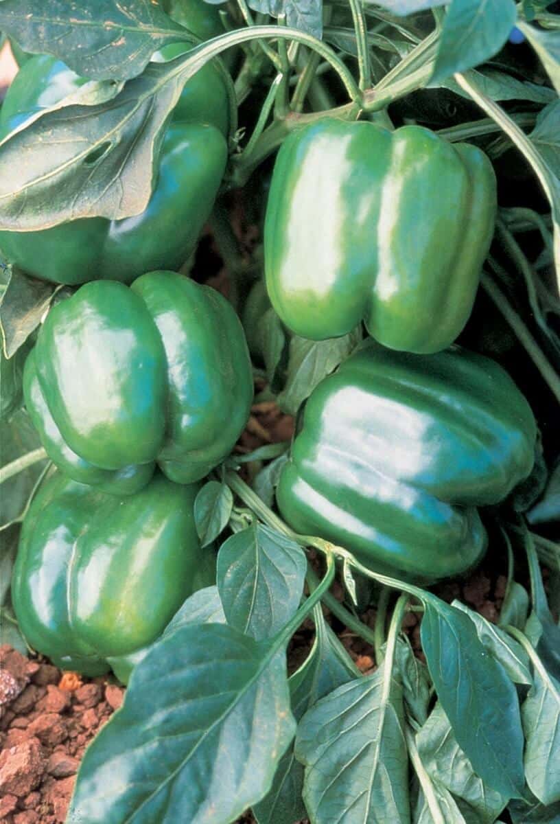 Bulk: Jupiter Bell Pepper Seeds — Seeds 'n Such