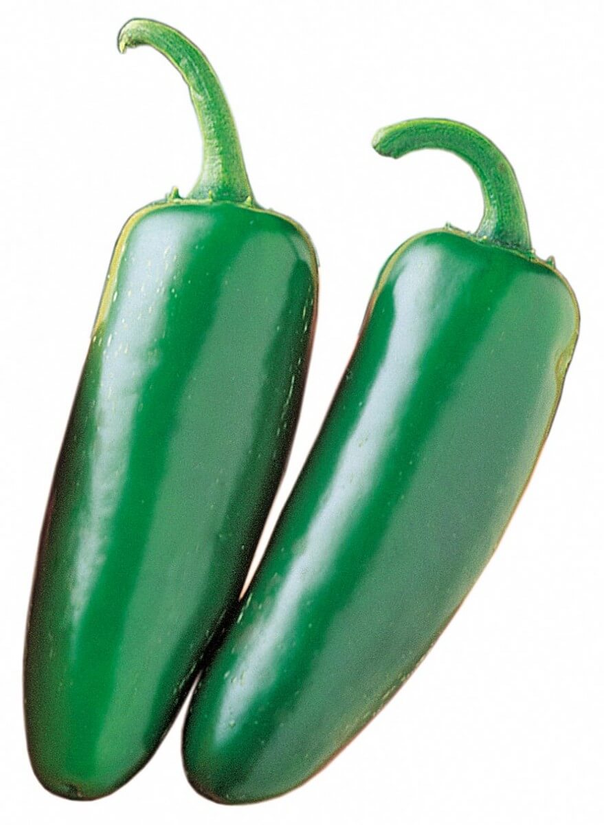 Mucho Nacho Jalapeno Hybrid Hot Pepper Seeds (Treated) — Seeds 'n Such
