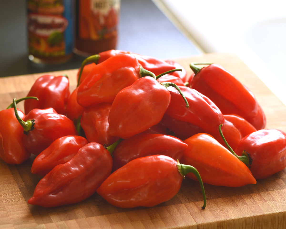 Primero Red Habanero Hybrid Pepper Seeds — Seeds 'n Such