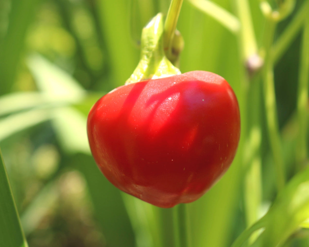 Bulk: Time Bomb Hybrid Pepper Seeds — Seeds 'n Such