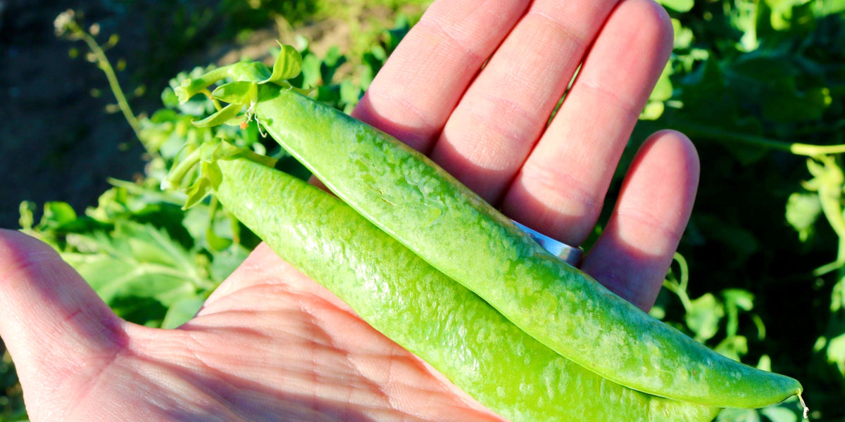 Bulk: Mr. Big Pea Seeds — Seeds 'n Such