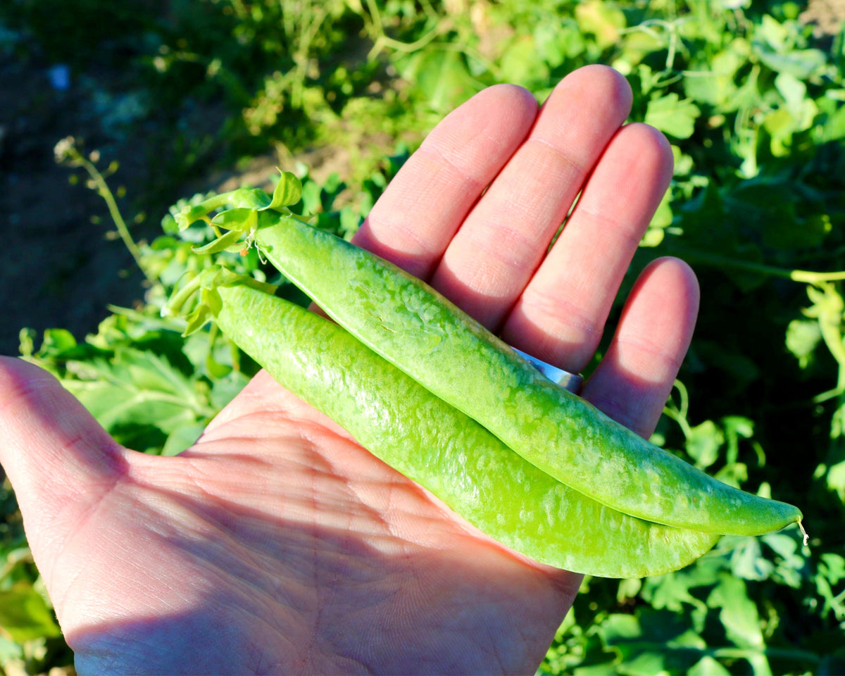 Bulk: Mr. Big Pea Seeds — Seeds 'n Such