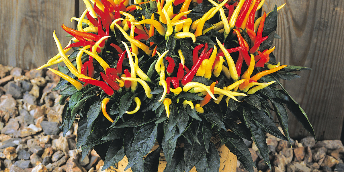 Medusa Pepper Seeds — Seeds 'n Such