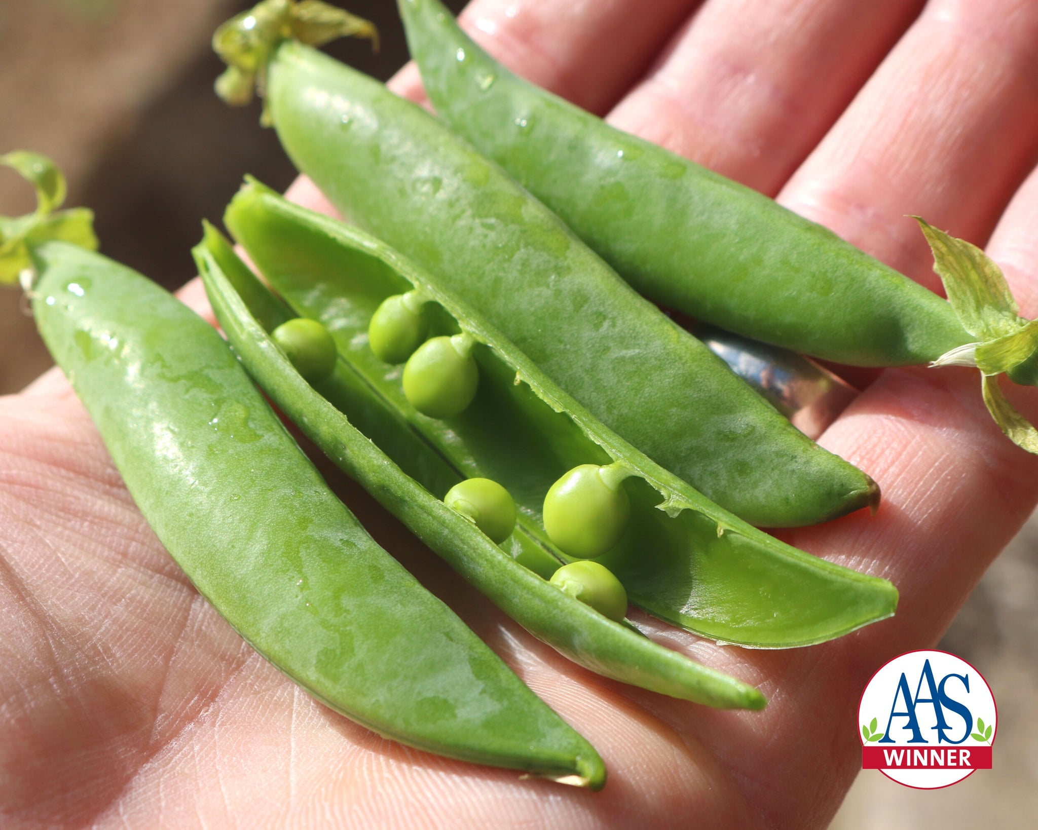 Pea Seeds - Buy Fresh Seeds Today — Seeds 'n Such